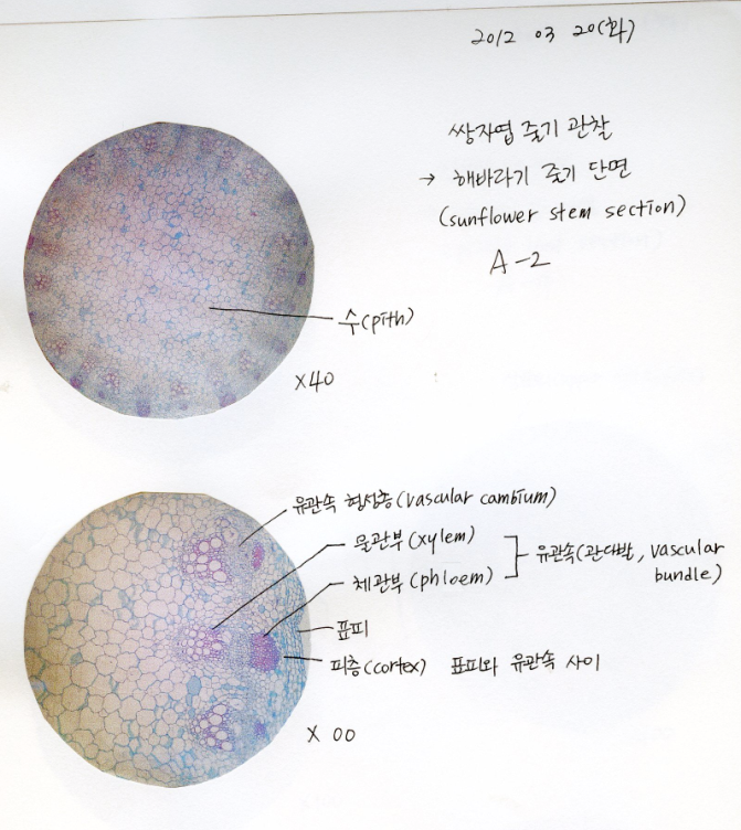 식물형태학 Exp2 쌍자엽 식물과 단자엽 식물의 비교 네이버 블로그