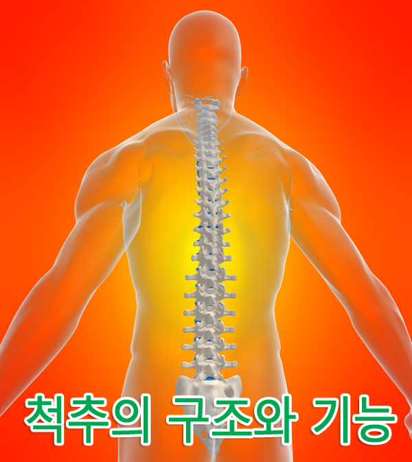 척추의 구조와 기능 네이버 블로그