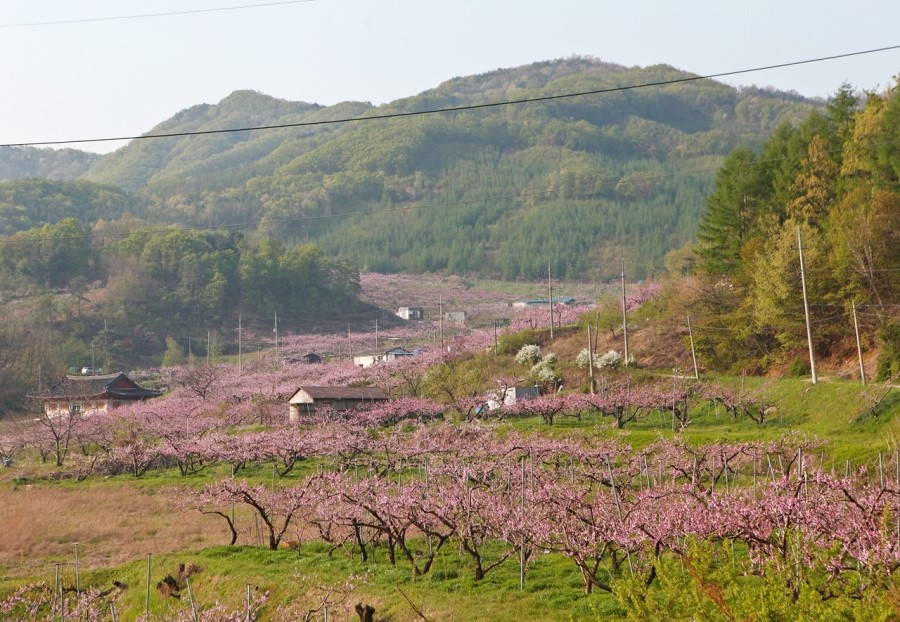 사곡리 복사꽃충북 음성여행 한적한 시골마을에 풍기는 달달한 유혹음성가볼만한곳05월추천여행지 네이버 블로그