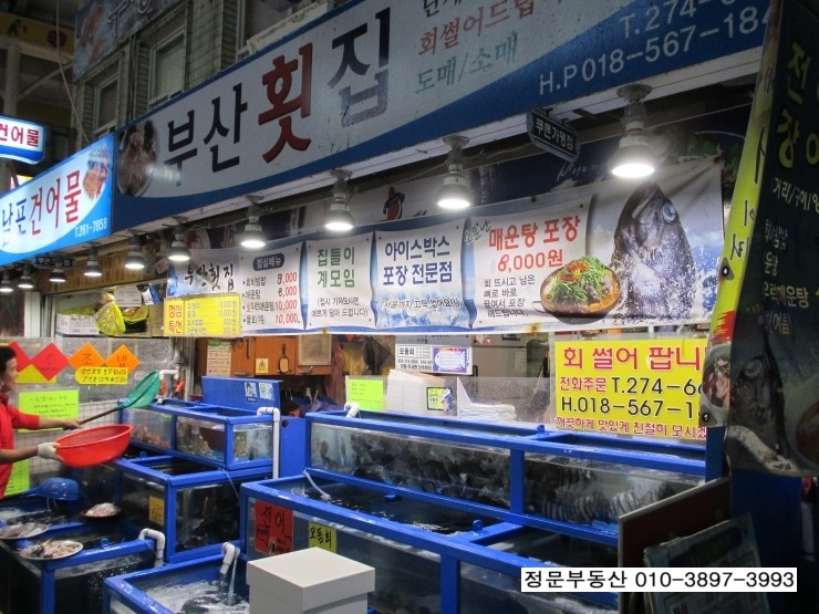 겨울철 횟감 감성돔 가격 착한 창원 반송시장 부산횟집 네이버 블로그