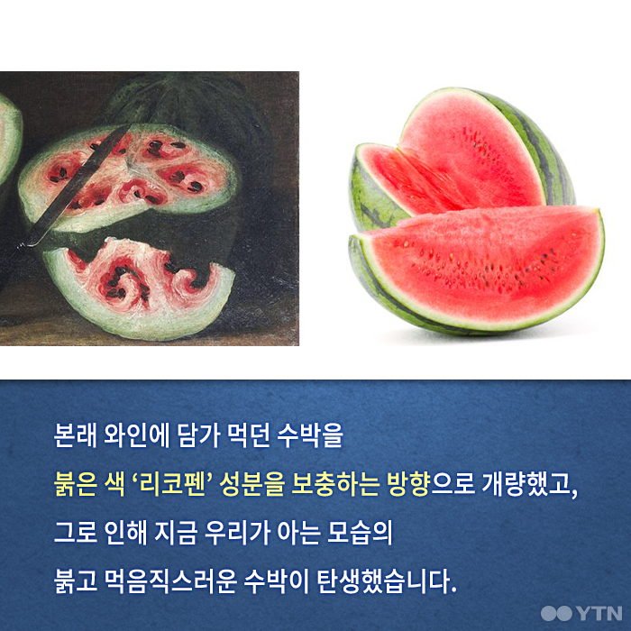 이게 수박이야 수천 년간 품종 개량된 채소와 과일의 본모습 네이버 블로그