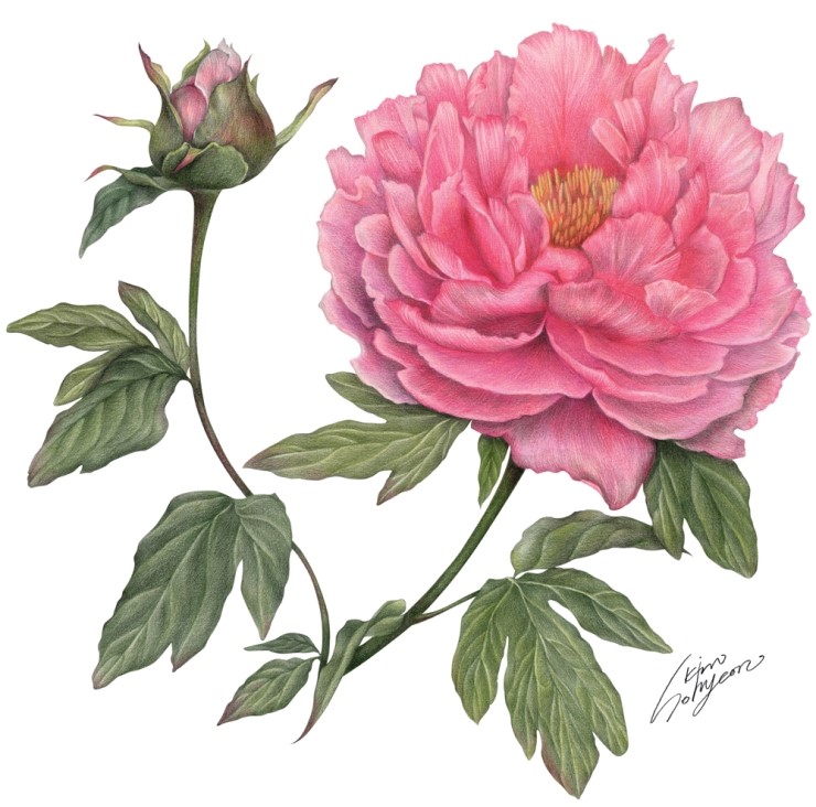 보타니컬아트 보태니컬아트 Botanical Art 식물화 식물세밀화 꽃그리기 색연필드로잉 일러스트 네이버 블로그