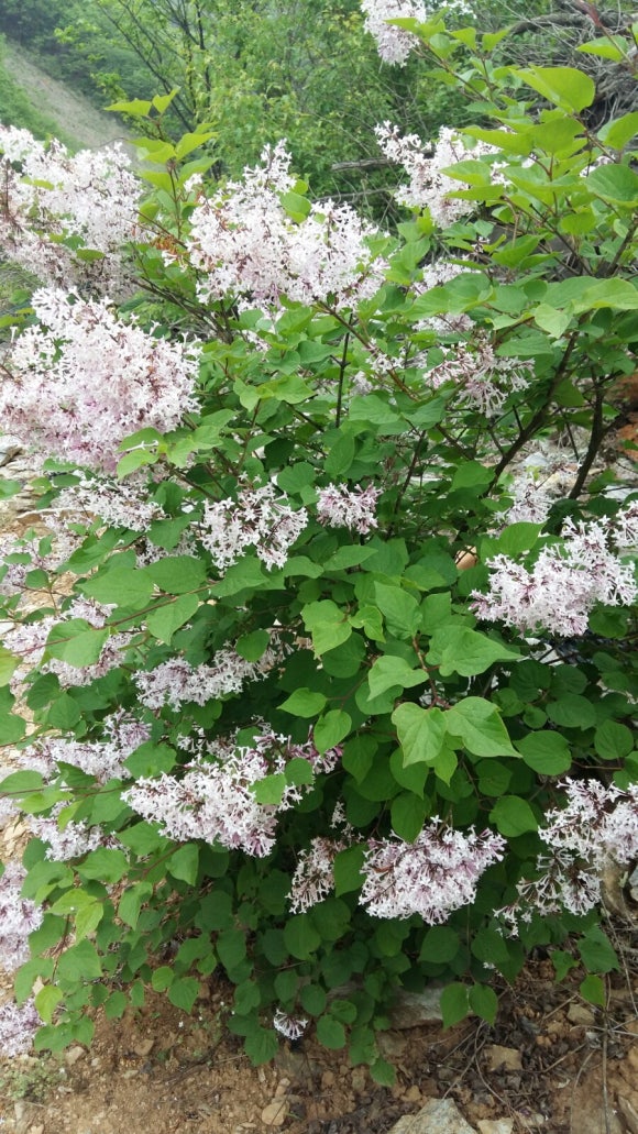 정향나무 농장의 분홍색 꽃에 대한 궁금증 네이버 블로그
