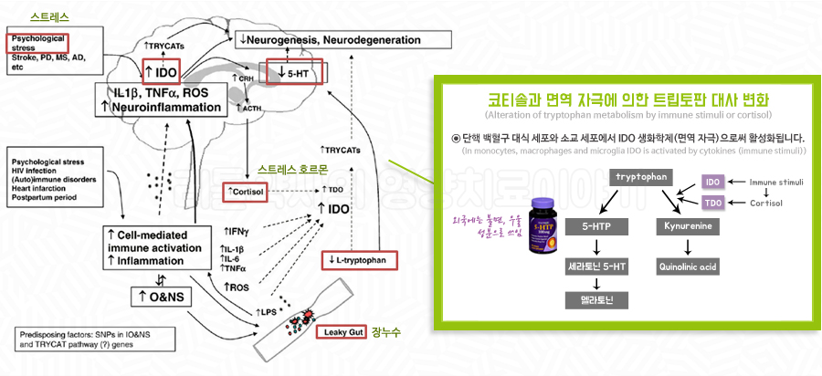 불면증 수면장애 증상시 도움되는 멜라토닌과 5 Htp 1편 네이버 블로그