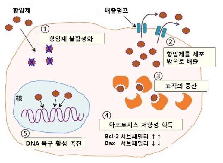 585 암세포의 항암제 감수성을 높이는 방법3 암 줄기세포와 알데히드 탈수소효소와 금주약 디설피람 네이버 블로그