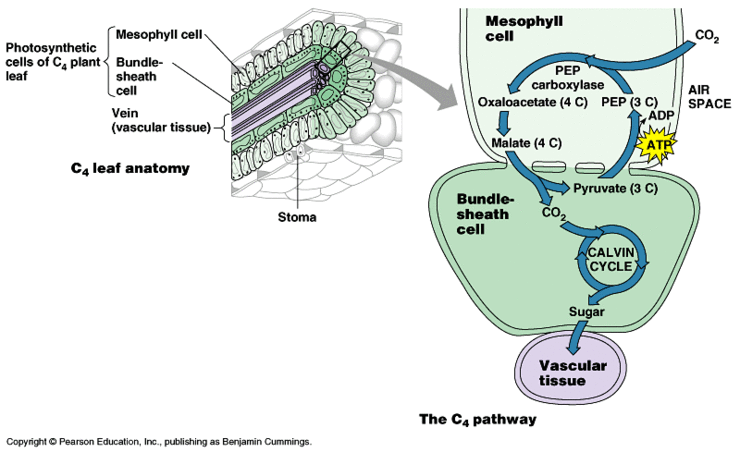 [meet 일반생물학] 4-1. 광호흡(photorespiration), C3/C4/CAM 식물 : 네이버 블로그