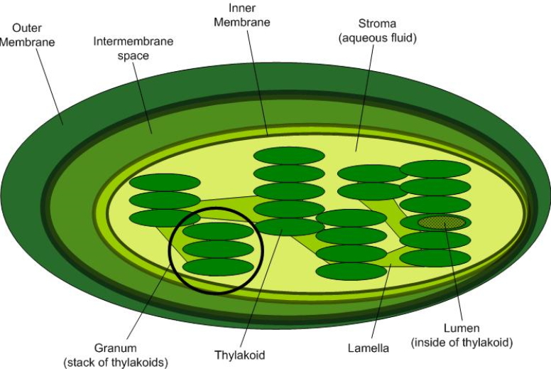 엽록소 (chlorophyll) & 엽록체 (chloroplast) : 네이버 블로그