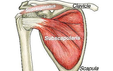 견갑하근 subscapularis 어깨밑근 : 네이버 블로그